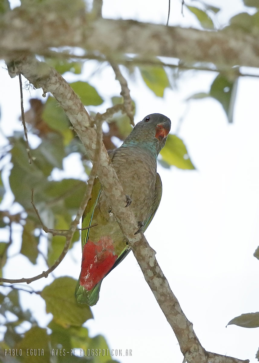 mis fotos de aves: Pionus sordidus Loro Piquirrojo Red-billed Parrot