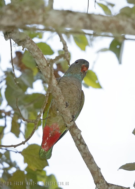 mis fotos de aves: Pionus sordidus Loro Piquirrojo Red-billed Parrot