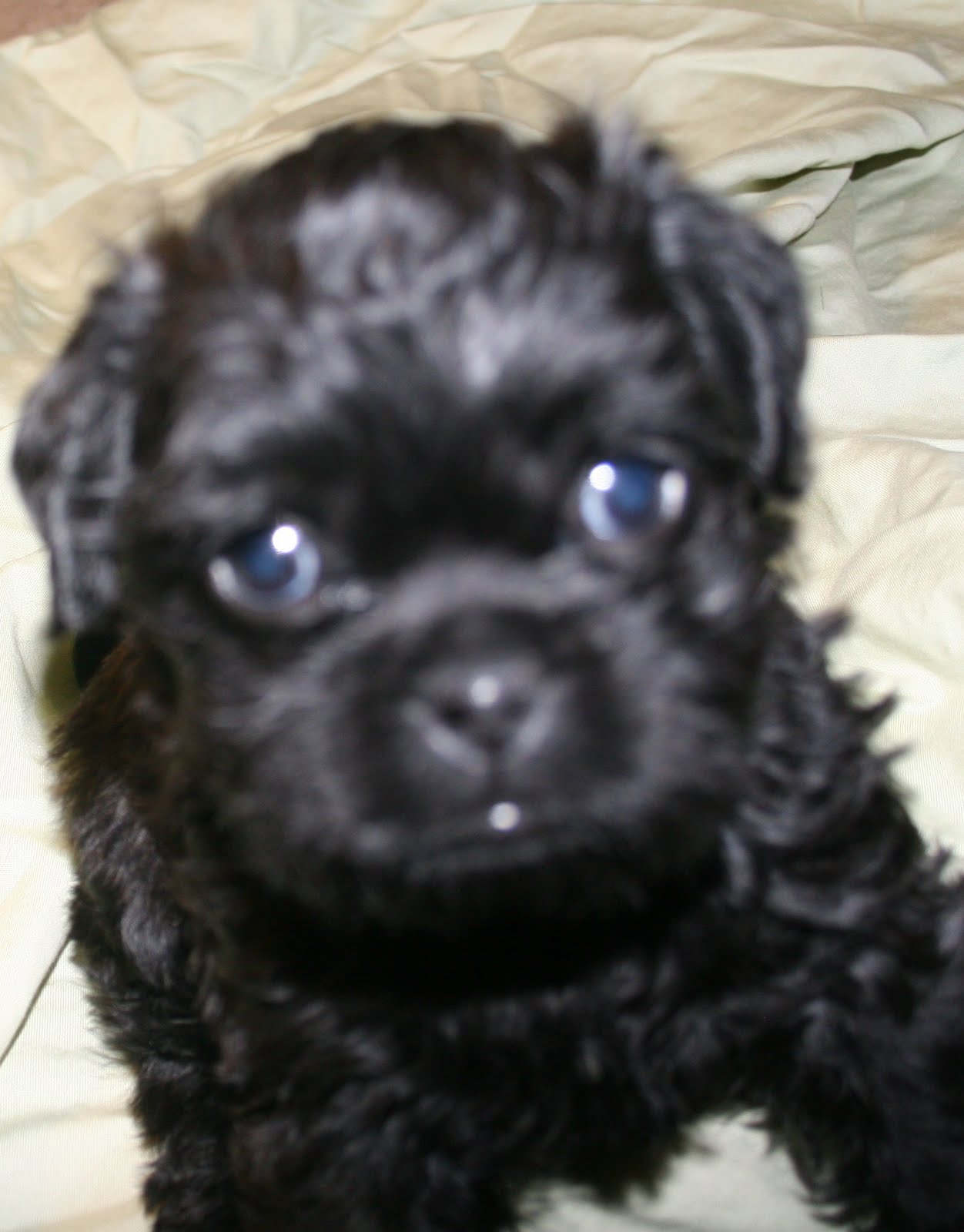 Pugapoo Puppies: Wyatt - available for adoption