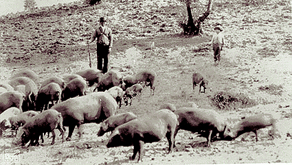 HISTORIAS DE SALOBRAL