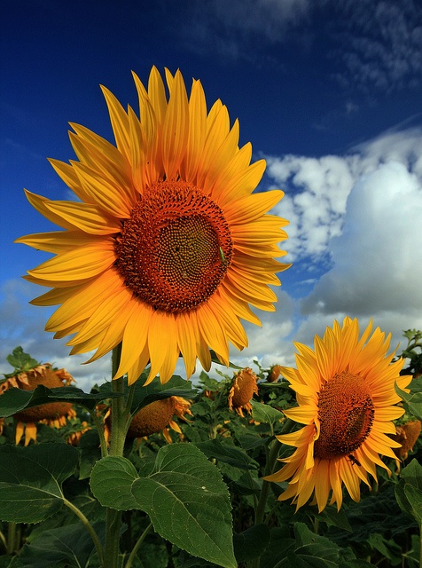 Autumn beautiful sunflowers wallpapers