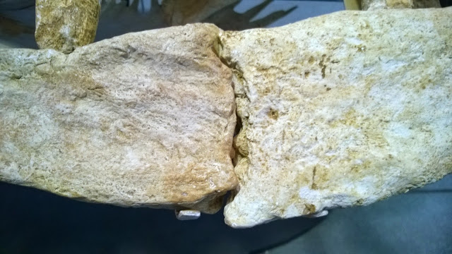 Mineral & Fossil Co-Op at the Tucson Gem Show - Visiting Vendors