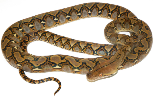 EKOGEO: JENIS-JENIS ULAR DARI SUKU PYTHONIDAE DI INDONESIA