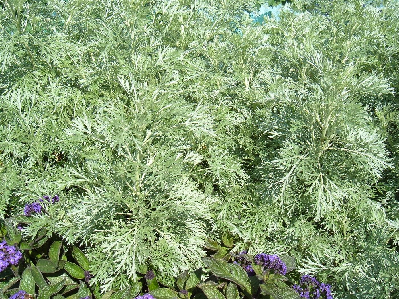 Natürlich Gesund: Wermut - bei Völlegefühl und Blähungen