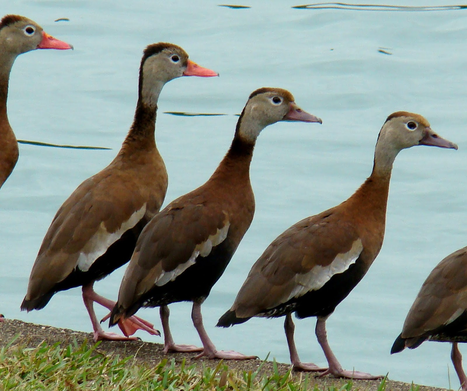Bellas Aves de El Salvador: Dendrocygna autumnalis (pichiche o pishishe ...