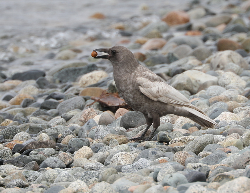 Powell River in Photos: Leucism