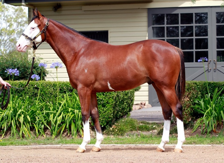 Critter Sitter's Blog: Unusual Coats on Thoroughbred Horses