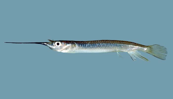 Zenarchopterus dispar - Viviparous - Morella | FRESHWATER FISHES OF SRI ...