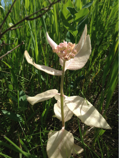 albino plants: Albino Plants