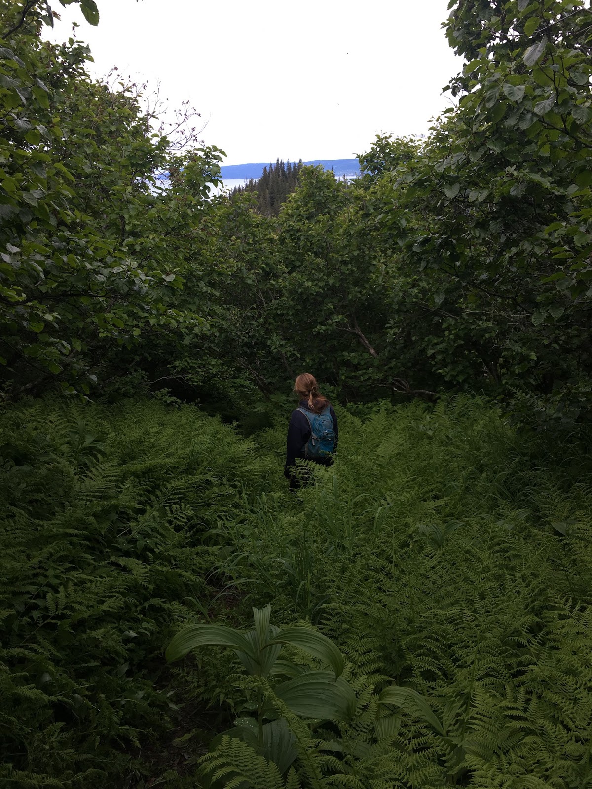 Life in Alaska — A View From Homer: Alpine Ridge Trail