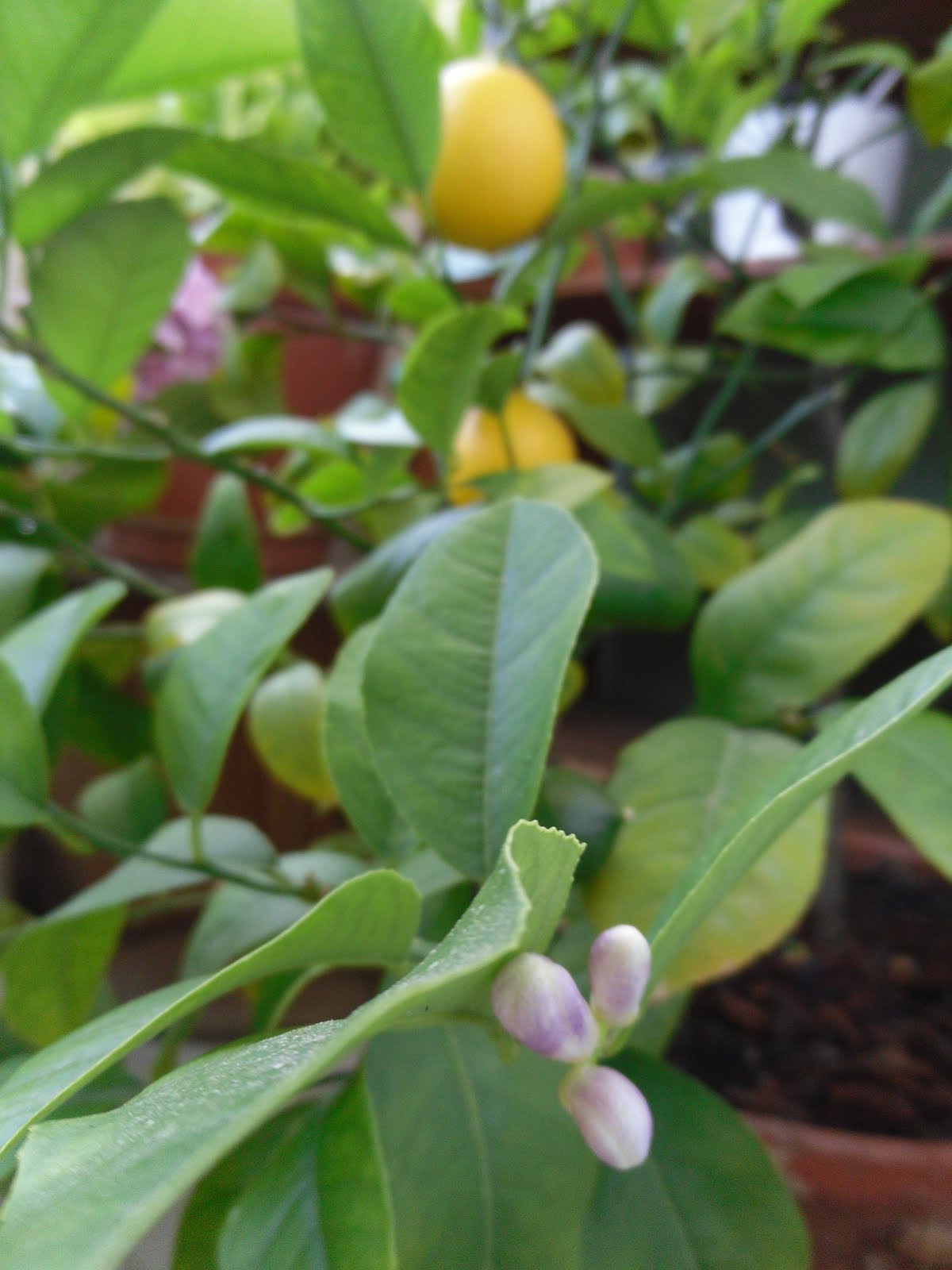 Arpose: Sobre limoeiros