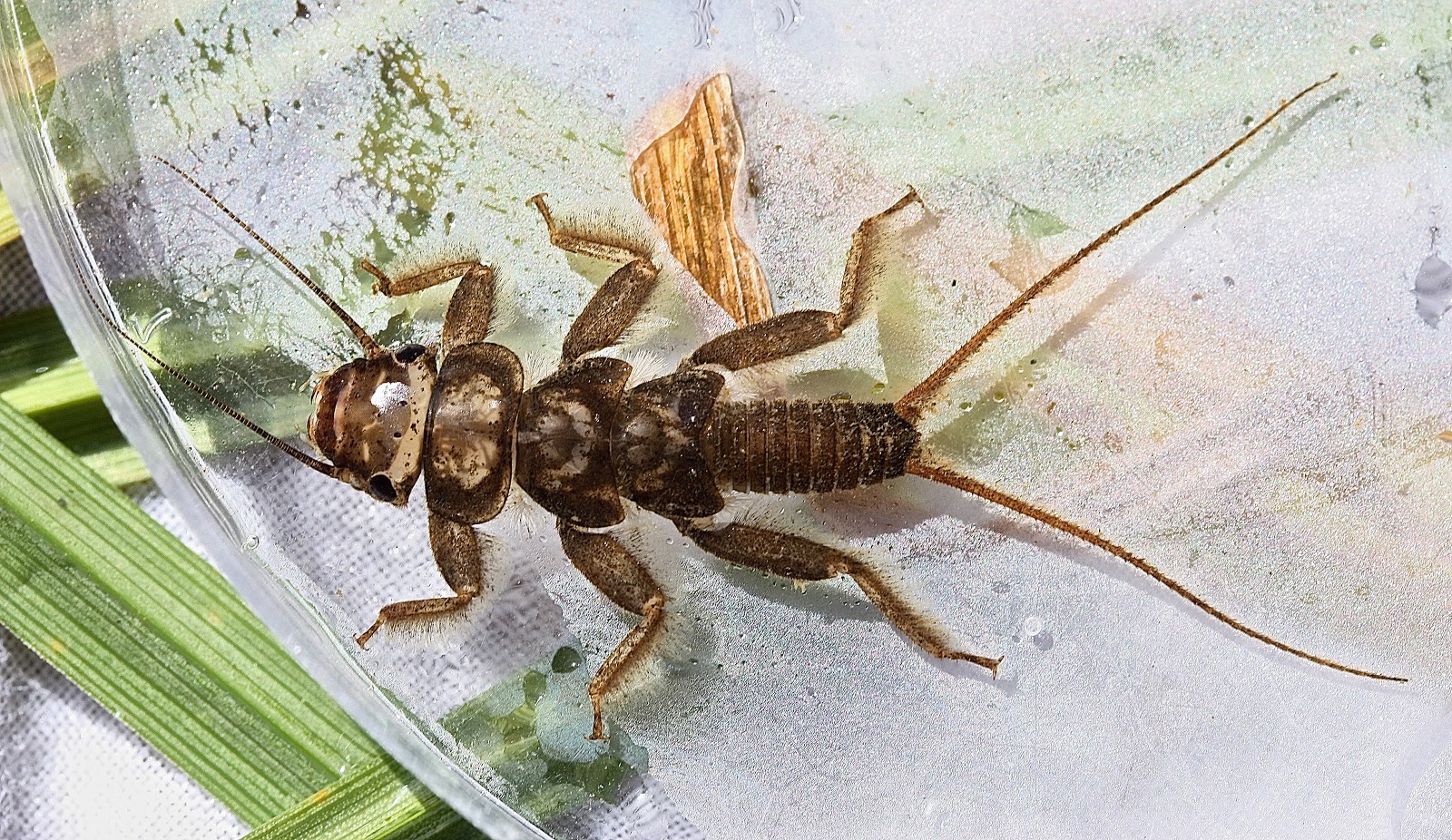 Aquatic Insects of Central Virginia: November 2012