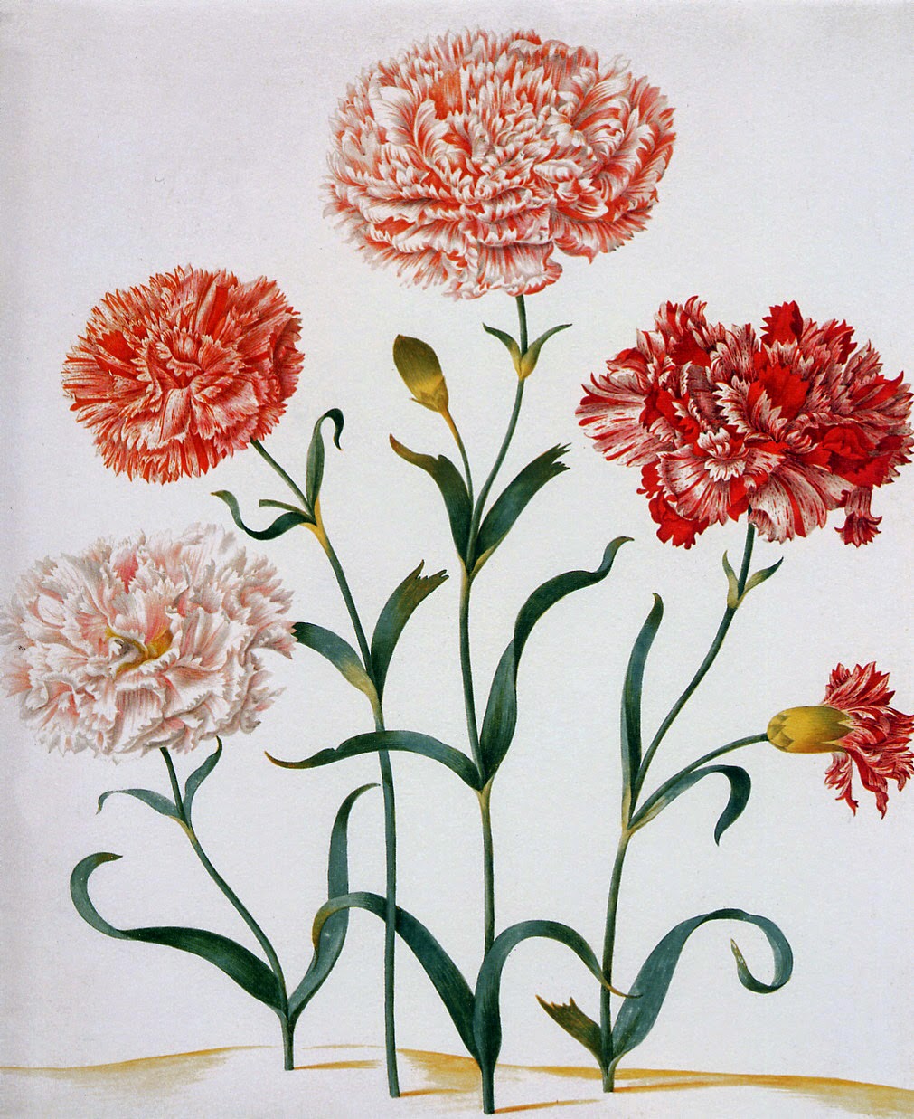 Mujeres pintoras: Maria Sibylla Merian (1647-1717)