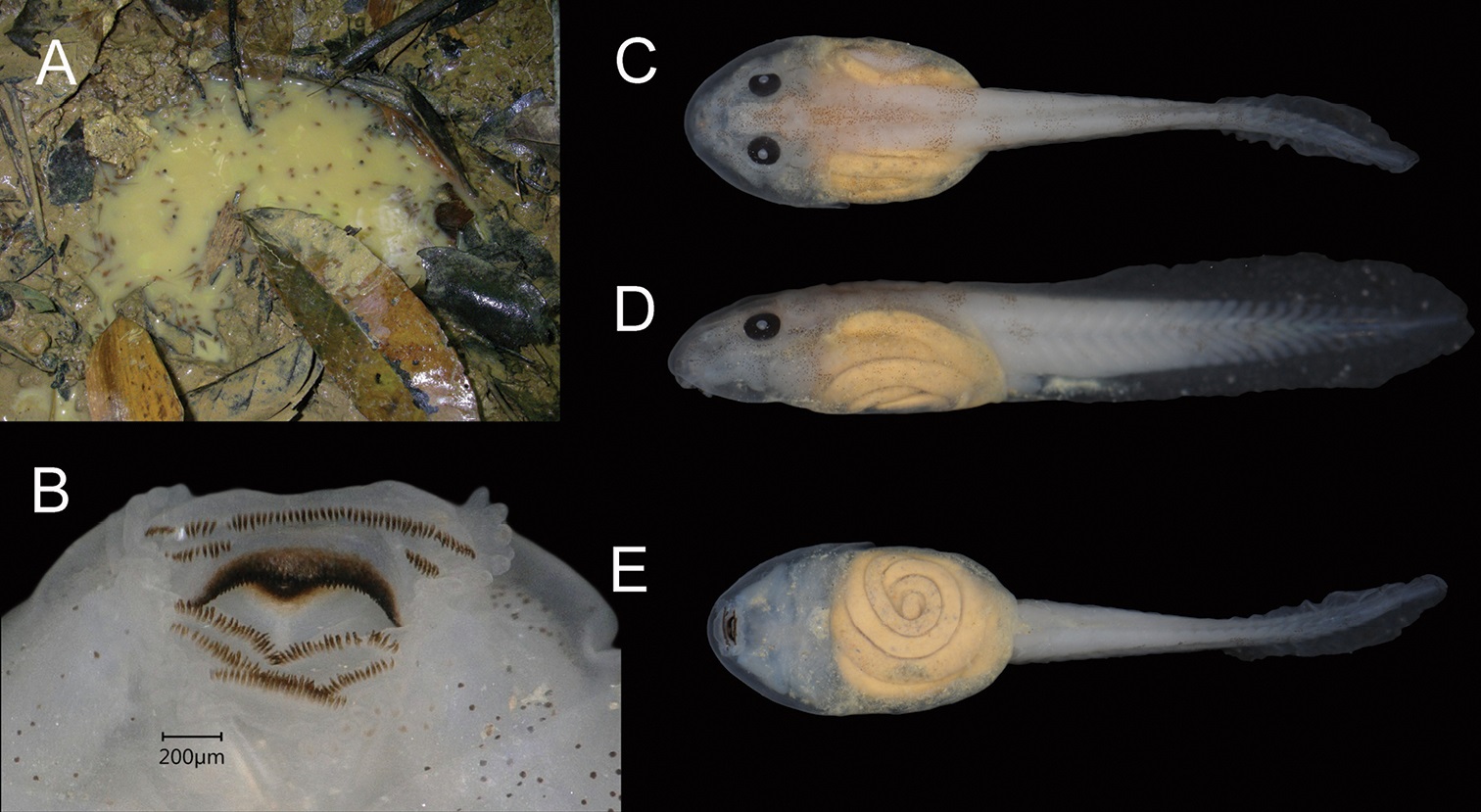 Species New to Science: [Herpetology • 2019] Limnonectes savan • A New ...