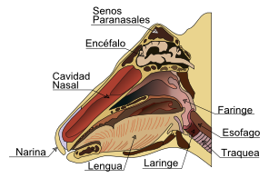 Atlas sistema digestivo monogastricos: Faringe