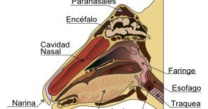 Atlas sistema digestivo monogastricos: Faringe