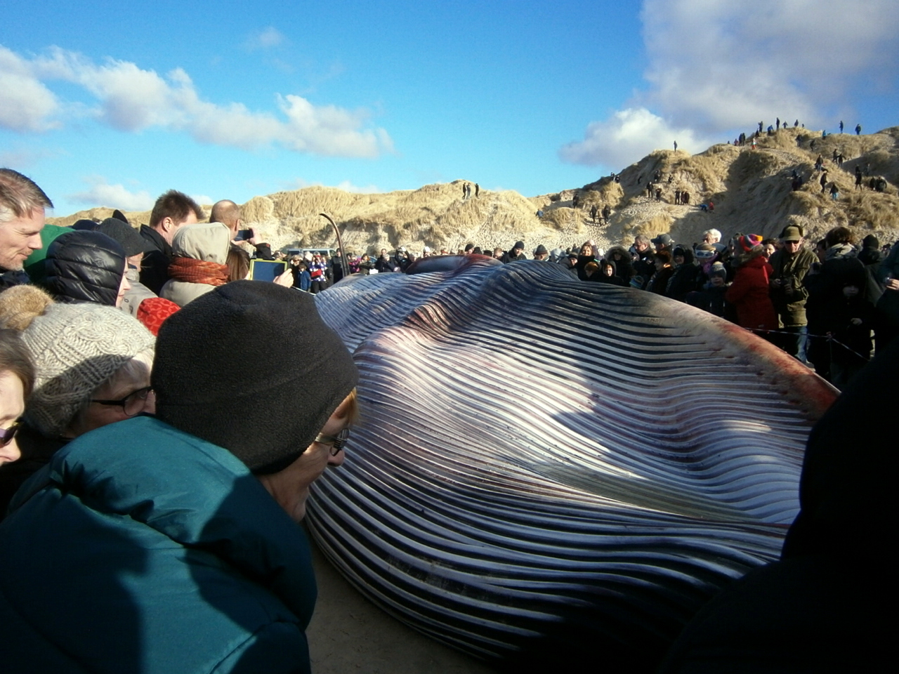 Gestrandeter Wal in Blokhus am Strand...