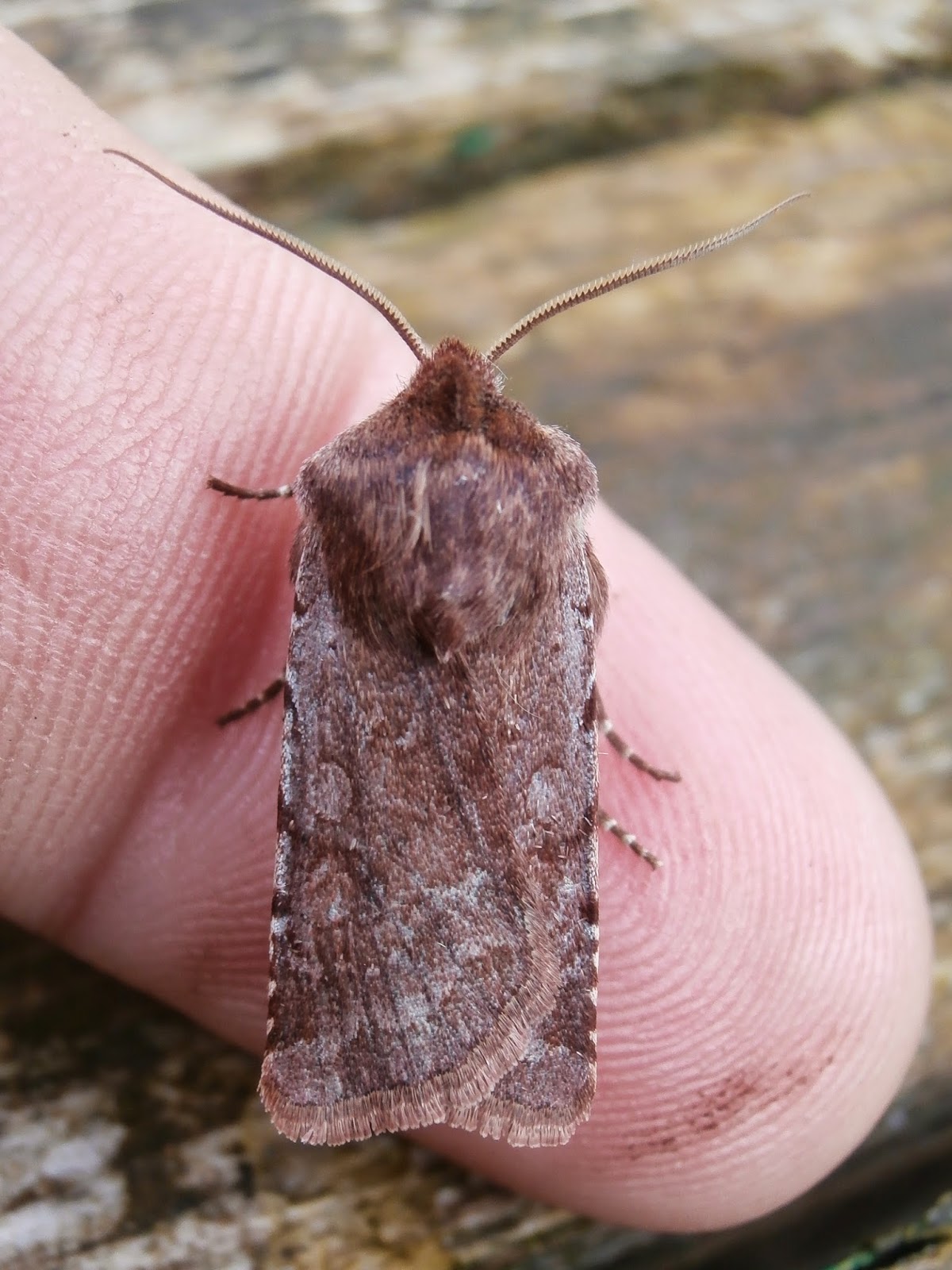 The Curious Naturalist: March 2014