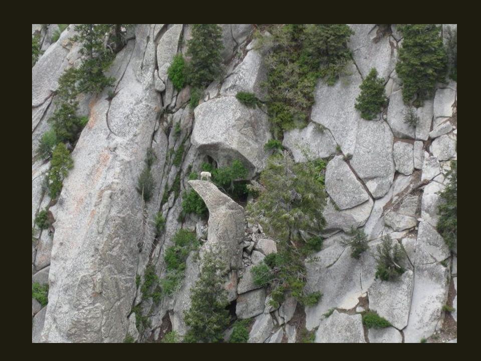 CLASA NOASTRĂ: [ FOTO ] CAPRA DE MUNTE