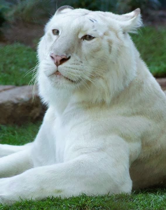 CHODAVARAMNET: RARE SPECIES ON EARTH - WHITE TIGER