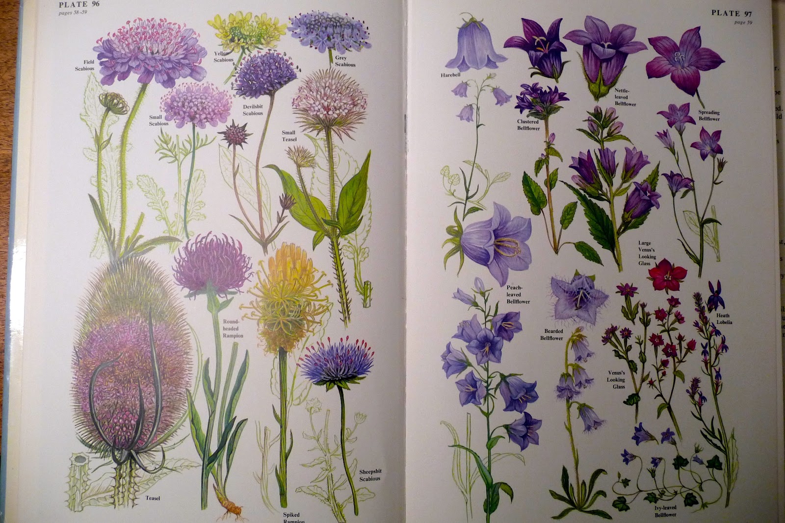 Marjorie Blamey - Alchetron, The Free Social Encyclopedia