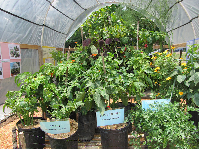 The Animals, The Rodeo, Plants and San Pedrano Sightings at the 2012 ...