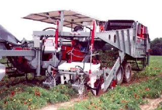 Mundane Cyborg: Tomatoes