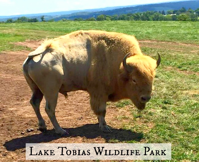 Pennsylvania & Beyond Travel Blog: Family Fun at Lake Tobias Wildlife Park