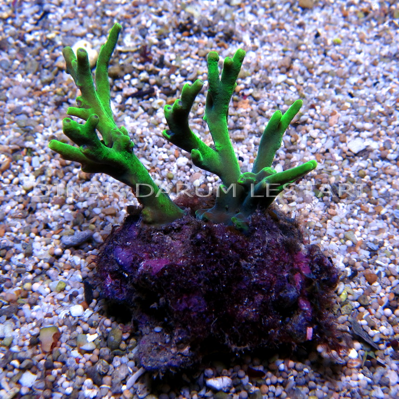 PT. DINAR DARUM LESTARI: Acropora spp
