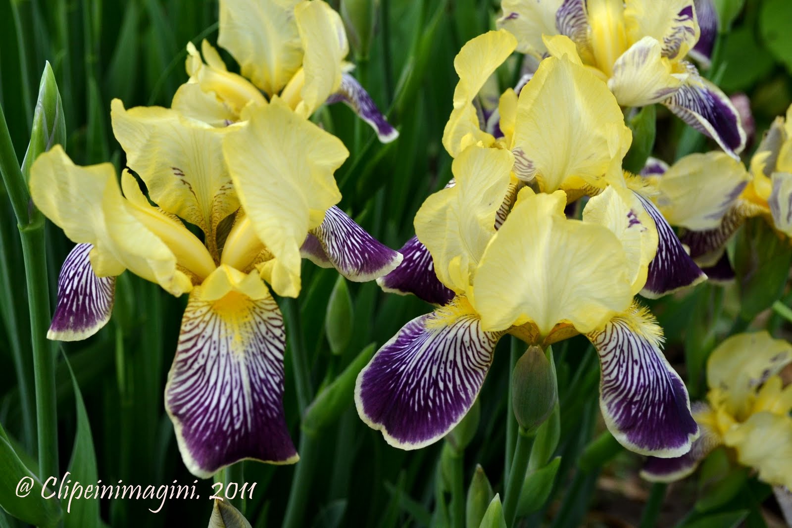 CLIPE IN IMAGINI: Stanjenei