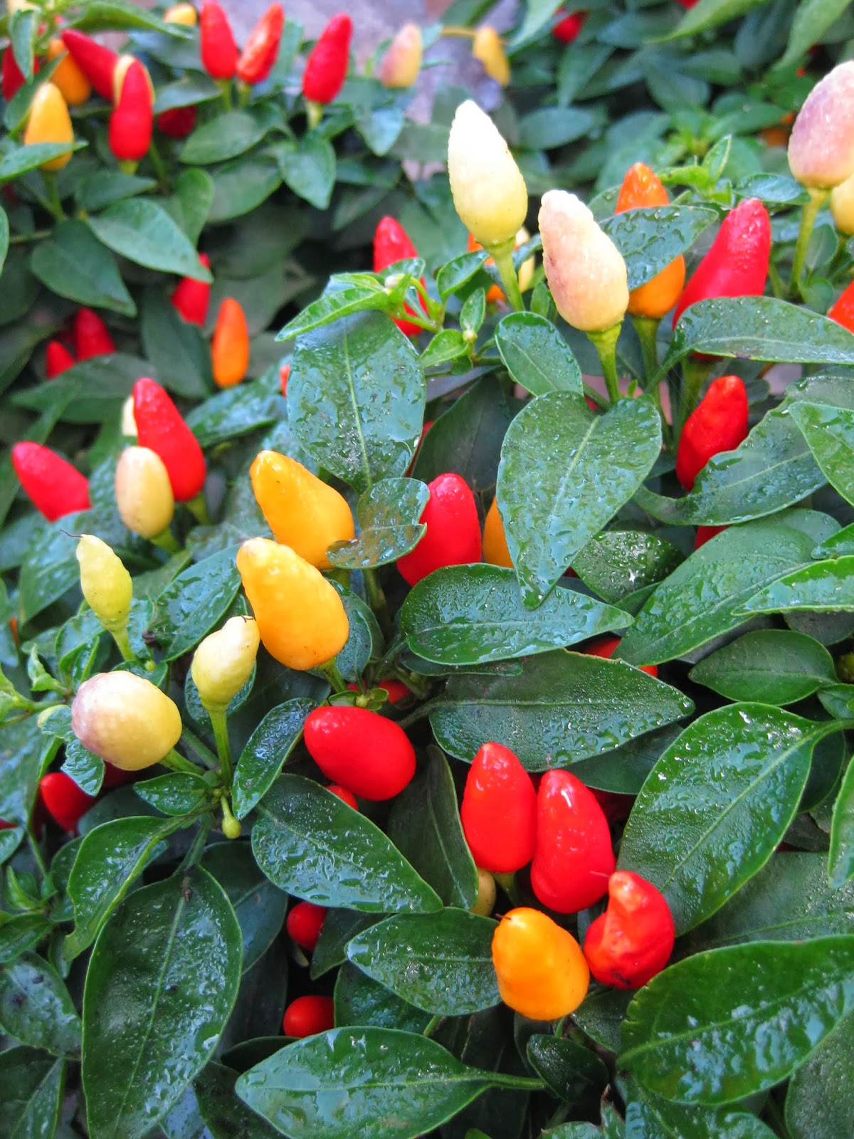 Rotary Botanical Gardens - Hort Blog: Another Day In Paradise