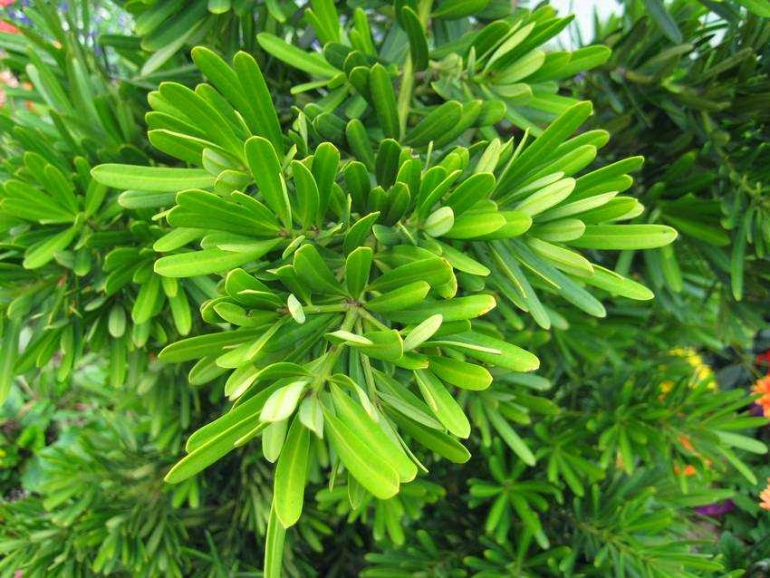 Living with Nature - School on Blog by Dr. Abercio V. Rotor: Arius ...