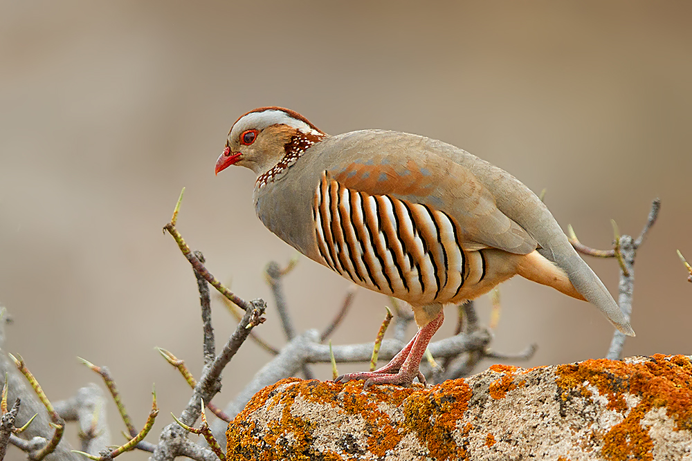 Ornito Addiction: Un verano en Chafariz.