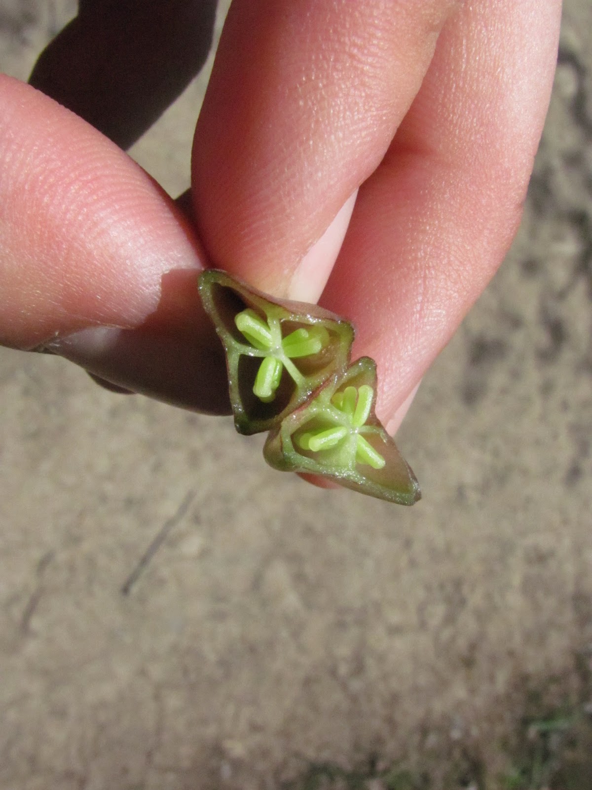 A Short Career in Botany: April showers bring about May flowers.