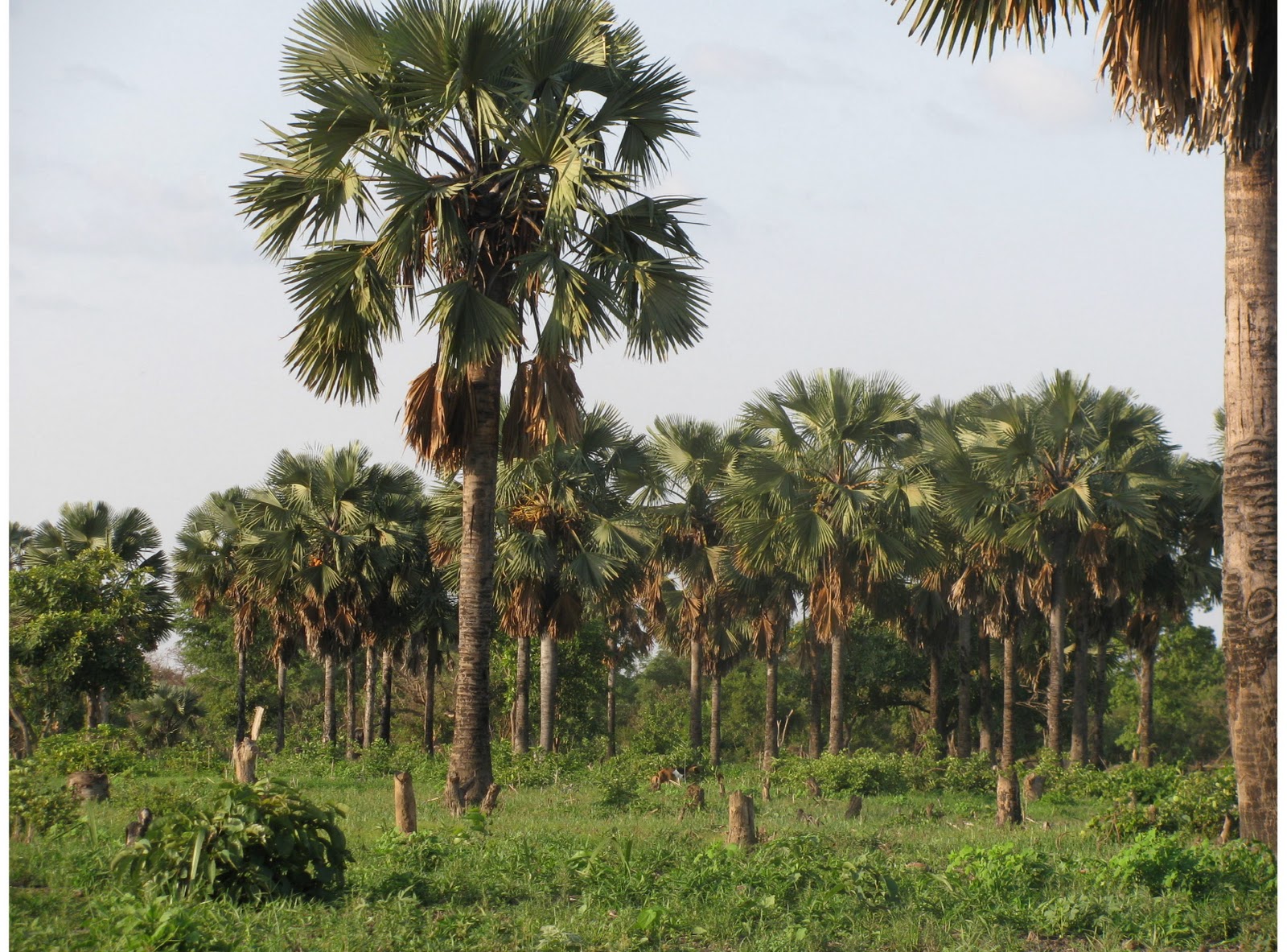Wau | South Sudan | City Gallery | SkyscraperCity Forum