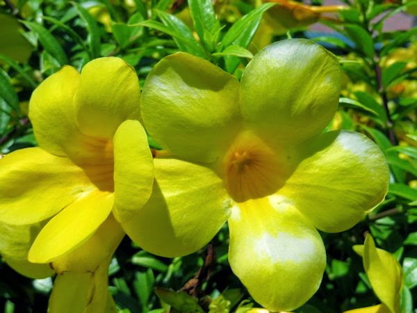 A GUIDE TO NORTHEASTERN GARDENING: The Gardens of Aruba: A Look Beyond ...