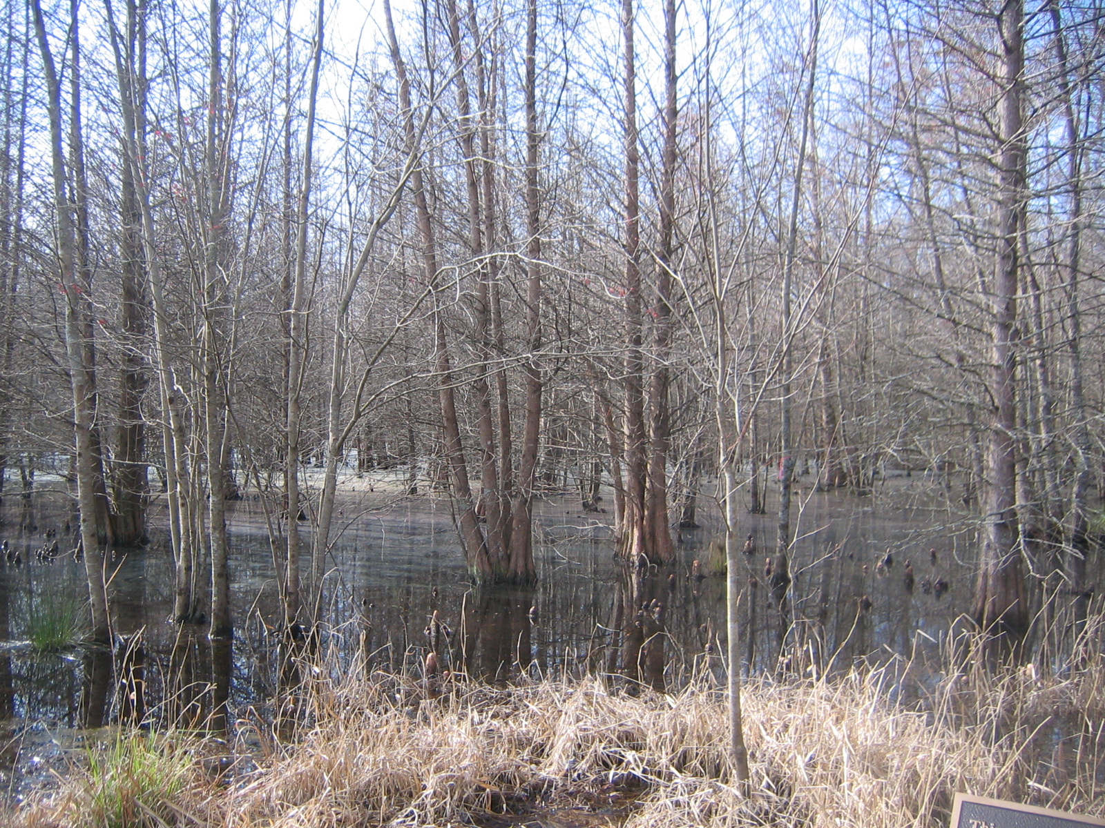 A State at a Time: Virginia - Day 14 - Great Dismal Swamp