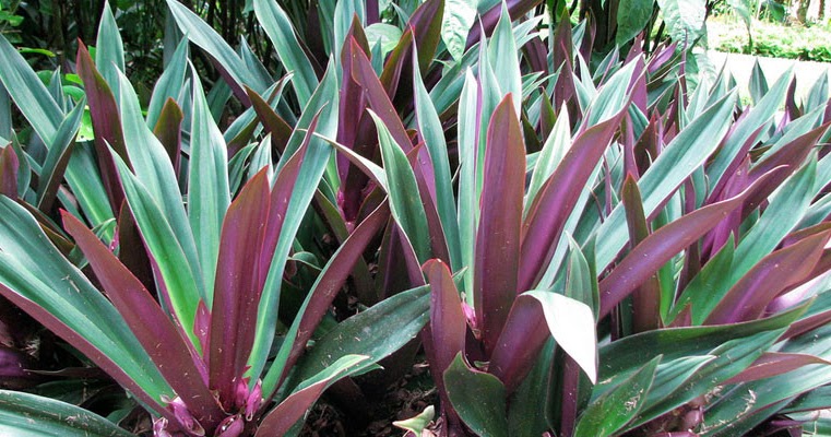 shiatoshi: Rhoeo Spathacea compacta: Plant description, Growing tips & Uses