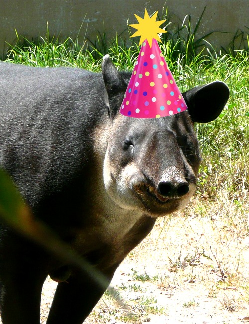 i am NOT an anteater!: Happy Birthday Goober! - Bairds Tapir Bday!