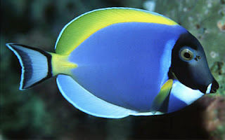 The Powder Blue Surgeonfish Beautiful Reef Species