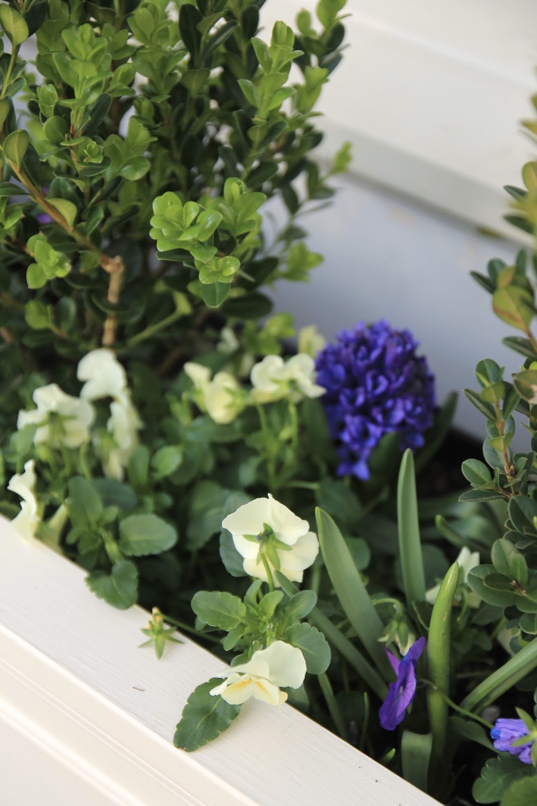 Window Boxes | DIY Easy Flower Boxes – Jenny Steffens Hobick