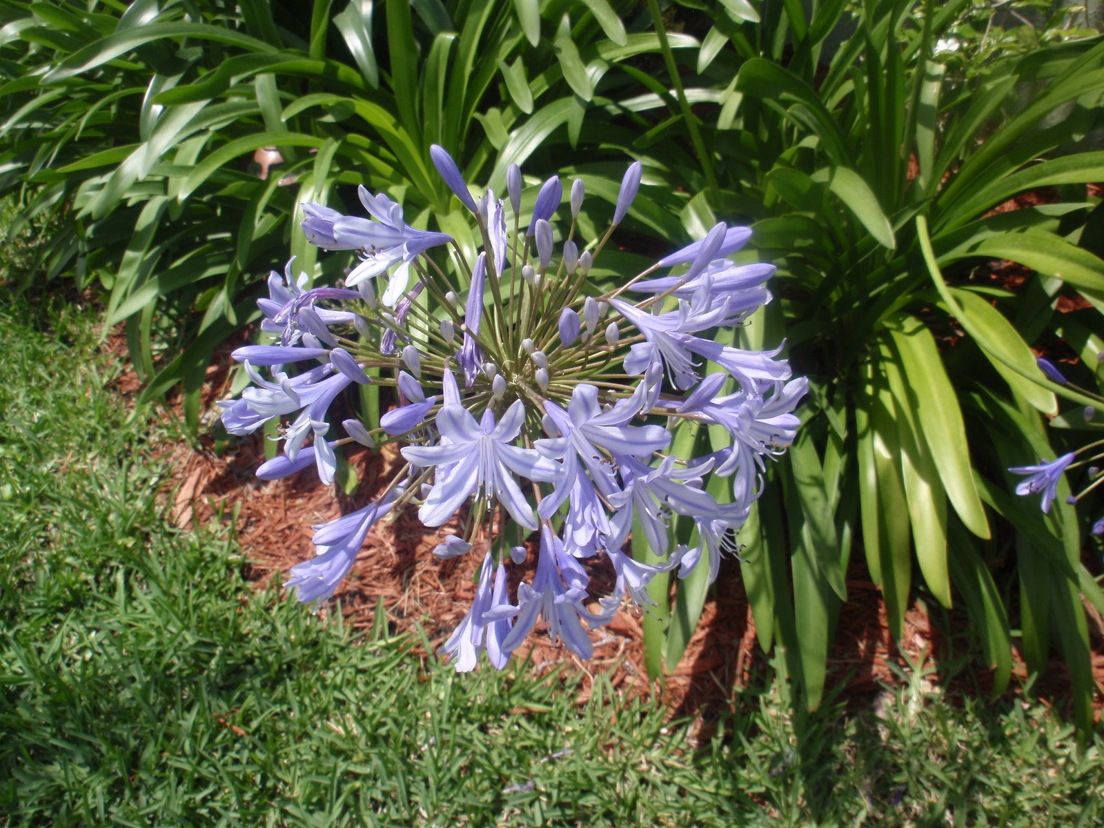 South Florida Gardening Blog: African Lilly (Agapanthus)