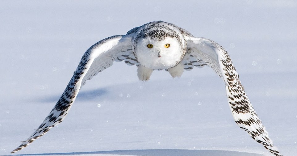 White Wolf : Snowy Owl uses aerial acrobatics to surprise Arctic wolves