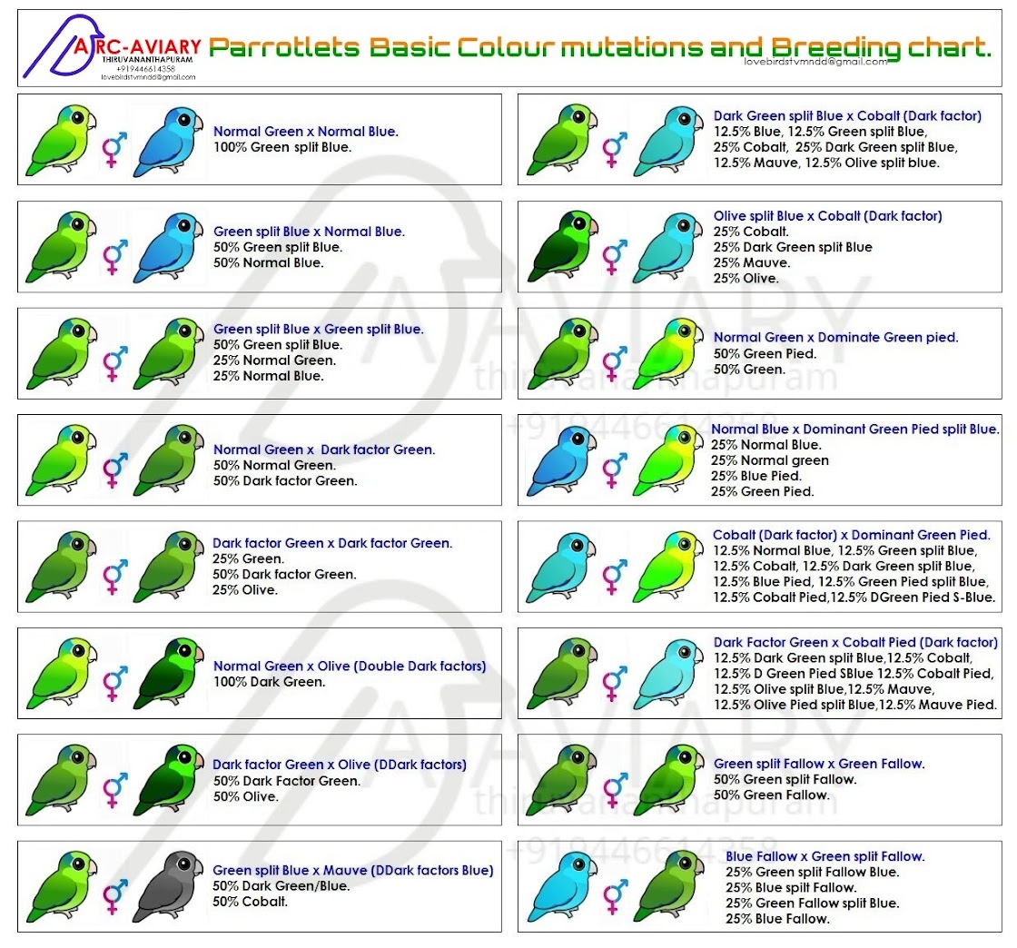 Java sparrow Mutations chart. ( Lonchura oryzivora )