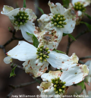 Durham Council of Garden Clubs: Pest Spotlight: Dogwood Diseases and ...