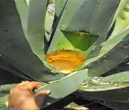 Pulque: Proceso de Elaboración