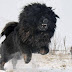 Giant Fukushima Mutant Dog Wows Social Media « Weird News - Funny And ...