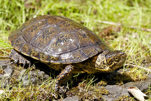 Western Pond Turtle - Reptiles World