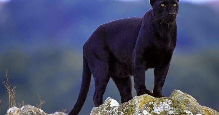 Do Berço até ao Túmulo: Pantera como totem ou "animal de poder".