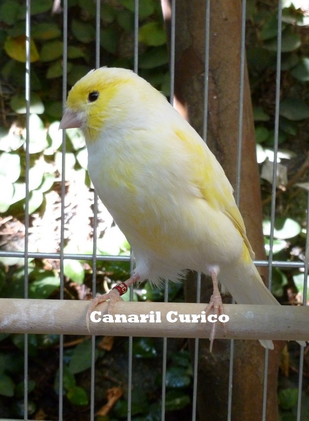 Canaril Curico - Canário de Cor: Amarelo Mosaico Macho e Fêmea
